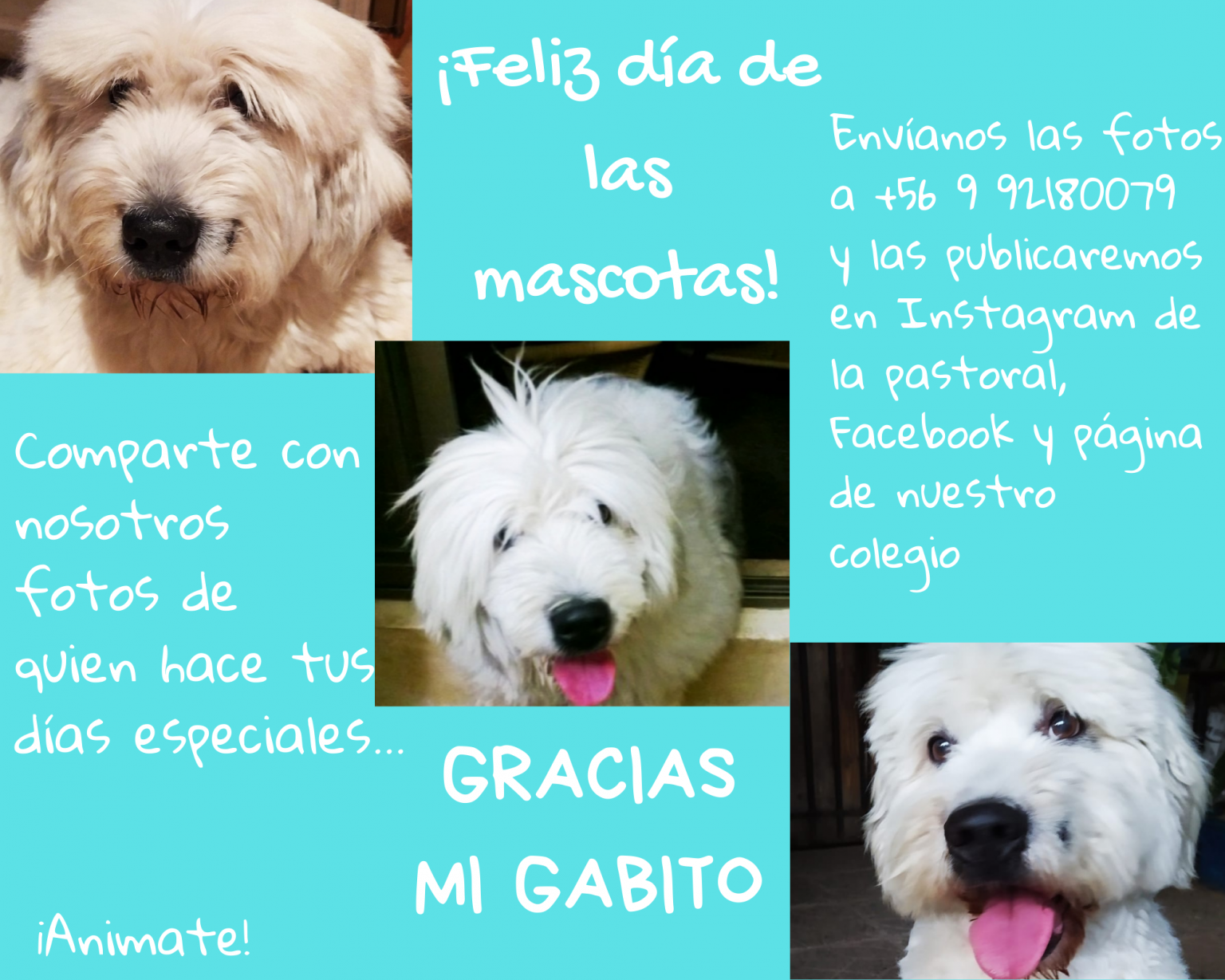 Feliz Día de las Mascotas – Colegio Integrado San Pío X de Talca